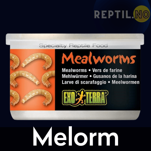 Melorm - Kjøp melorm til smådyr - Tropehagen Dyrebutikk